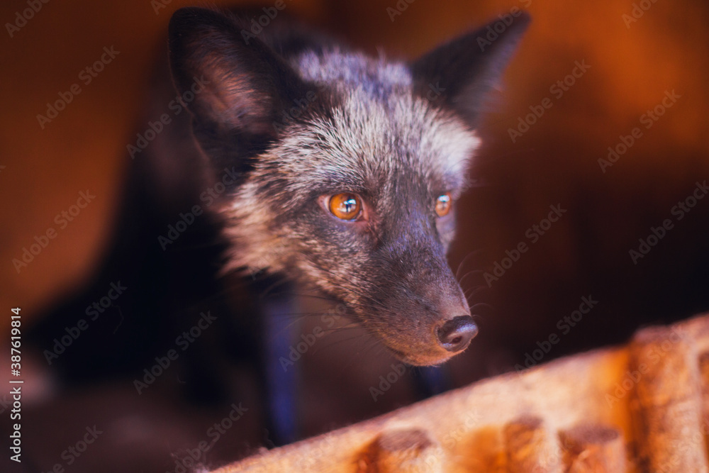 Fox close up, fox in summer, fox portrait Stock Photo | Adobe Stock