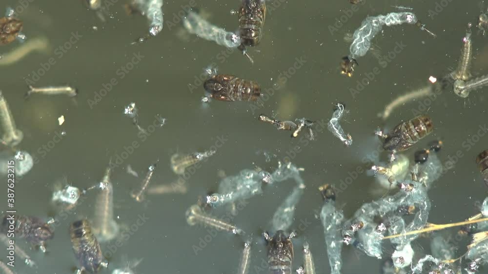 On the surface the muddy waters of the forest swamp float Mosquito ...