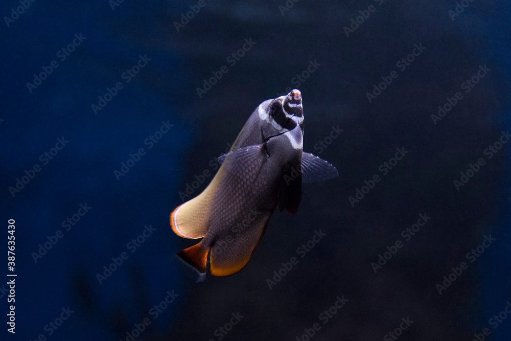 Red-tailed butterflyfish (Chaetodon collare), also known as the ...