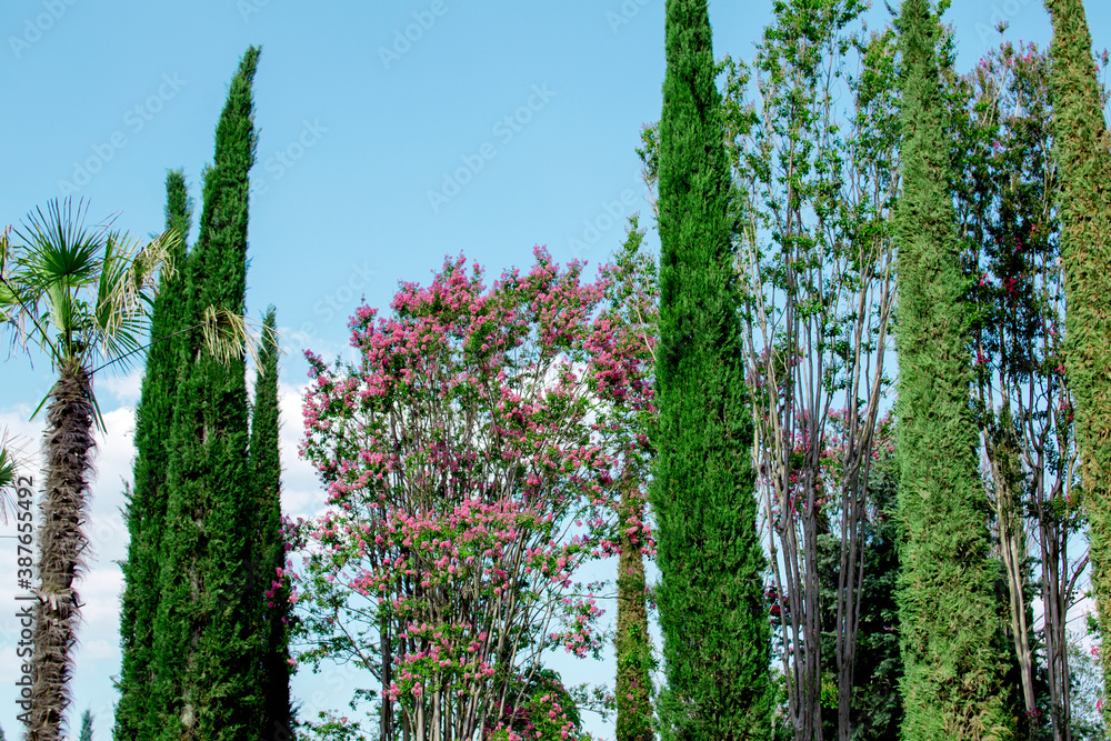 indian lilac among cypresses on blue sky background. Lagerstroemia ...