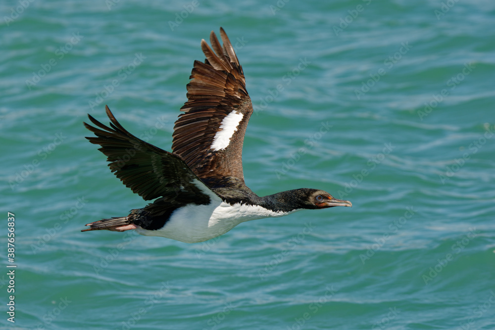 Bronze Shag (Phalacrocorax chalconotus), also Stewart Island Shag or ...