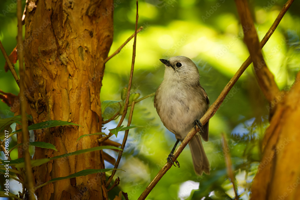 Whitehead - Mohoua albicilla - popokatea small bird from New Zealand ...