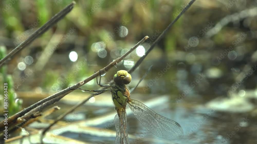 Vídeo do Stock: Portrait Dragonfly, without one wingis, order Odonata ...