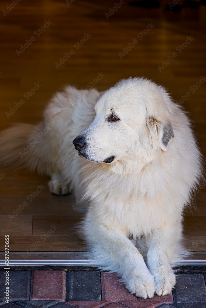 Foto de White long-haired Great Pyrenees dog animal lying down in shop ...