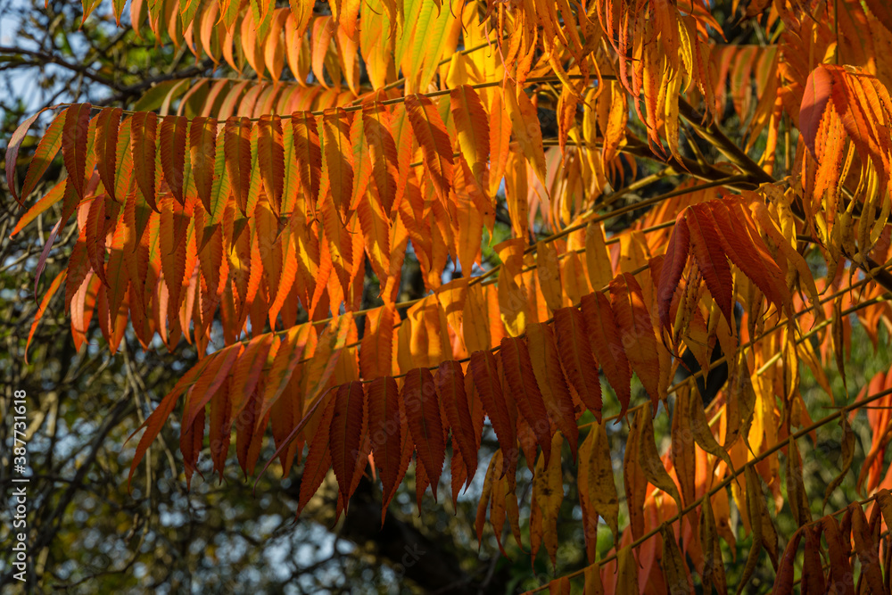 Autumn colors of the Rhus typhina (Staghorn sumac, Anacardiaceae). Red ...