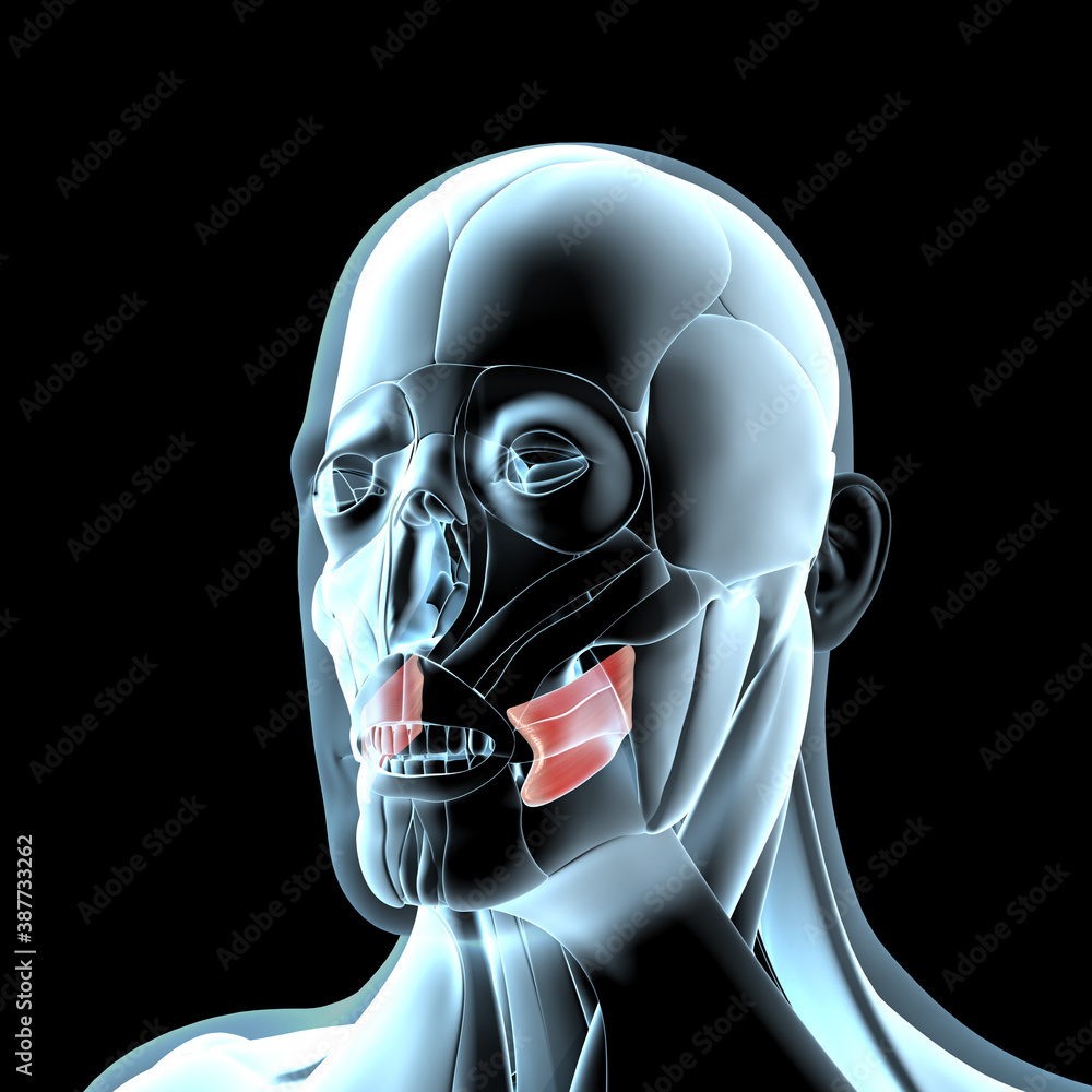 Poster 3d Illustration of the Buccinator Muscles on Xray Musculature ...