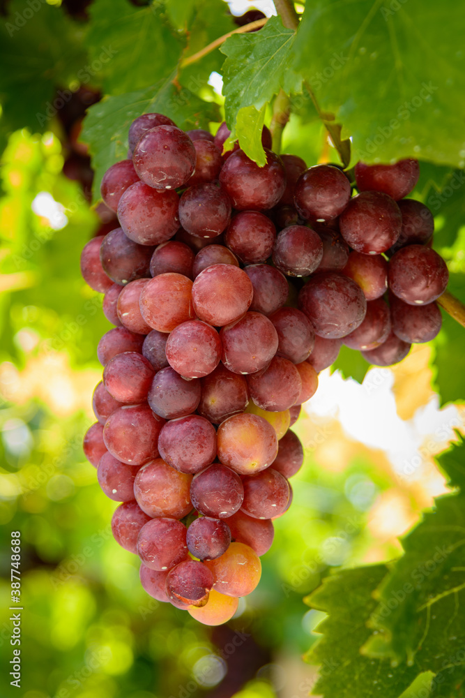 Racimos de uvas rojas madurando en la parra para su recolección Stock ...