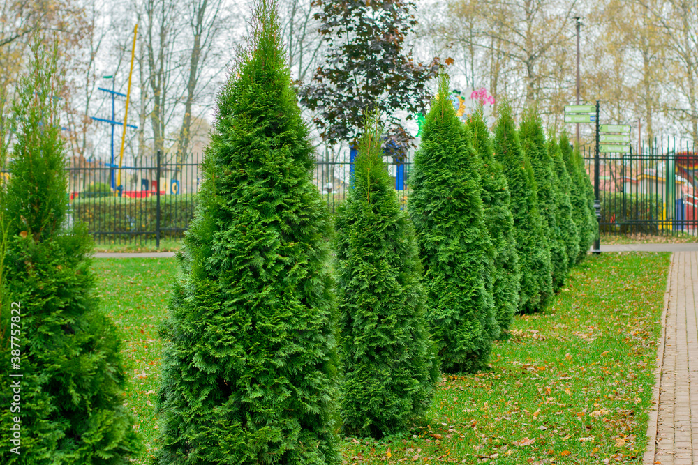 Thuja trees on the meadow in the public park. Evergreen trees in autumn ...