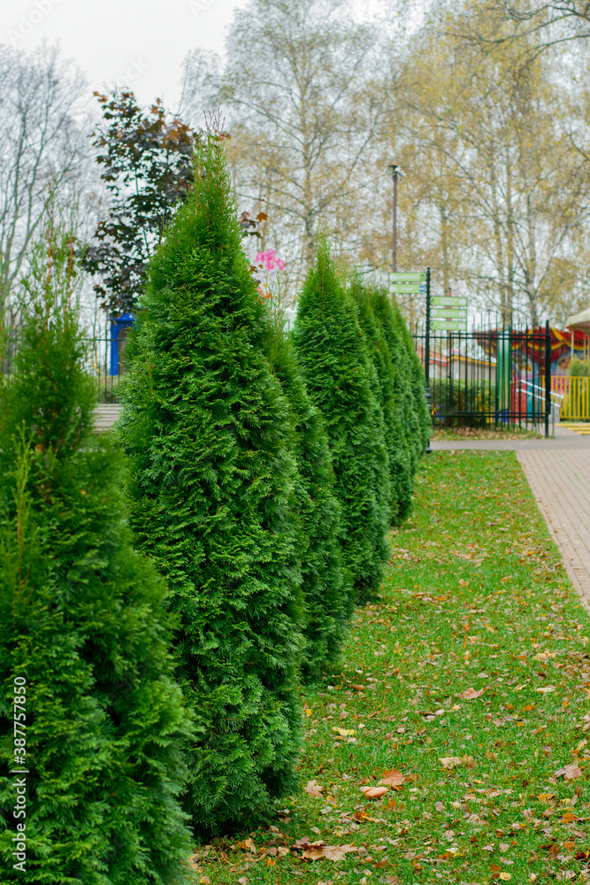 Thuja trees on the meadow in the public park. Evergreen trees in autumn ...
