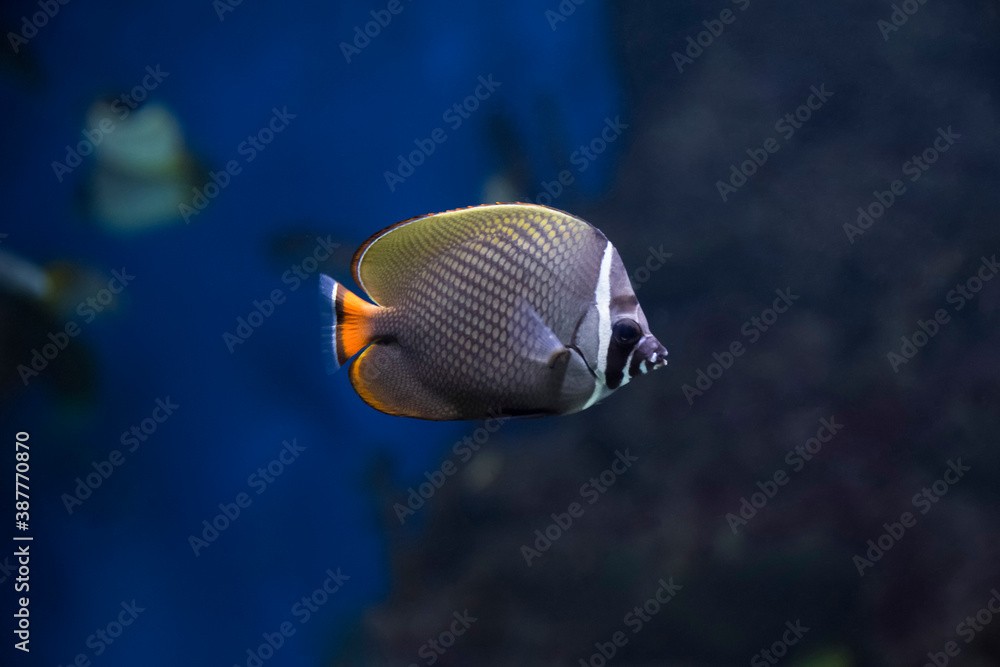 Red-tailed butterflyfish (Chaetodon collare), also known as the ...