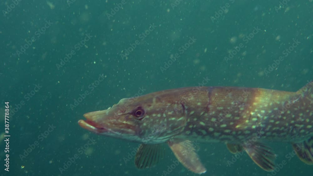 Adventurous footage of turning around wild pike in nature habitat. Huge ...