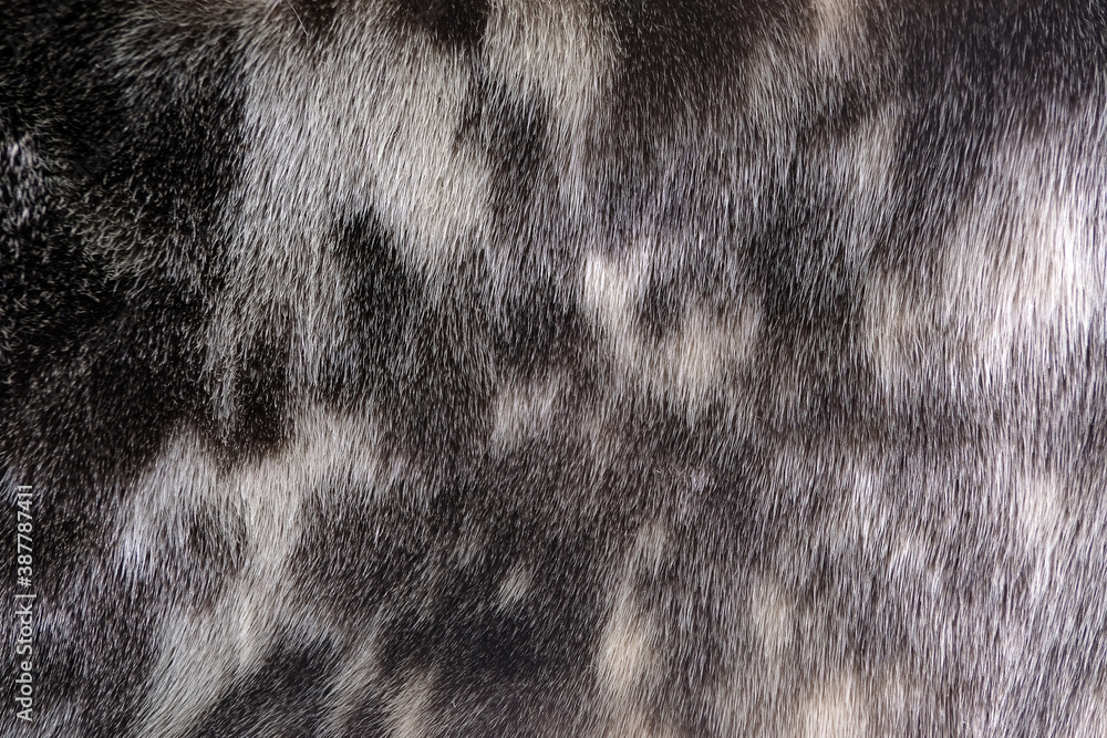 Beautiful background from spotted natural fur (seal) Stock Photo ...