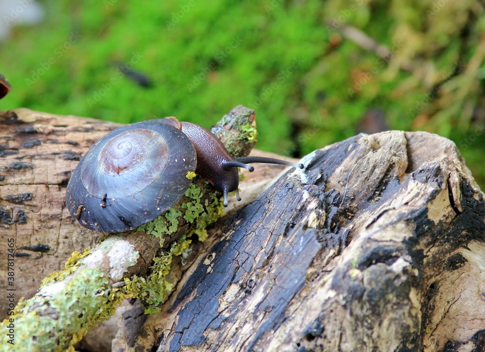 Tree snail Pleurodonte excellens on a tree branch Stock Photo | Adobe Stock