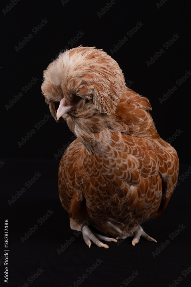 The Padau chicken (Latin: gallus domesticus) is a breed with a very ...