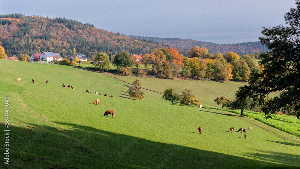 Foto de Herbstliche Landschaften im Wald und auf der Wiese, Pilze im ...