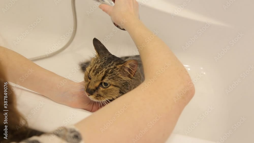 Washing the cat in the bathroom. Wet cat in the bathtub having shower ...