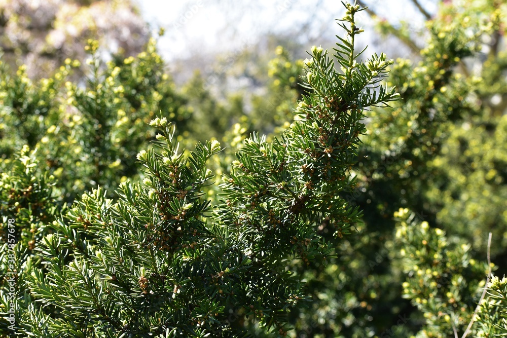 Coniferous tree branches of Tsuga canadensis, also known as Canadian ...