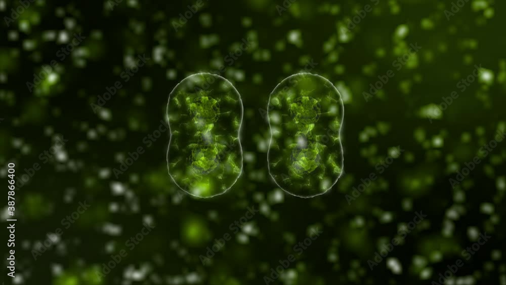 Movement of pathogenic microorganisms in the human body.Virus And ...