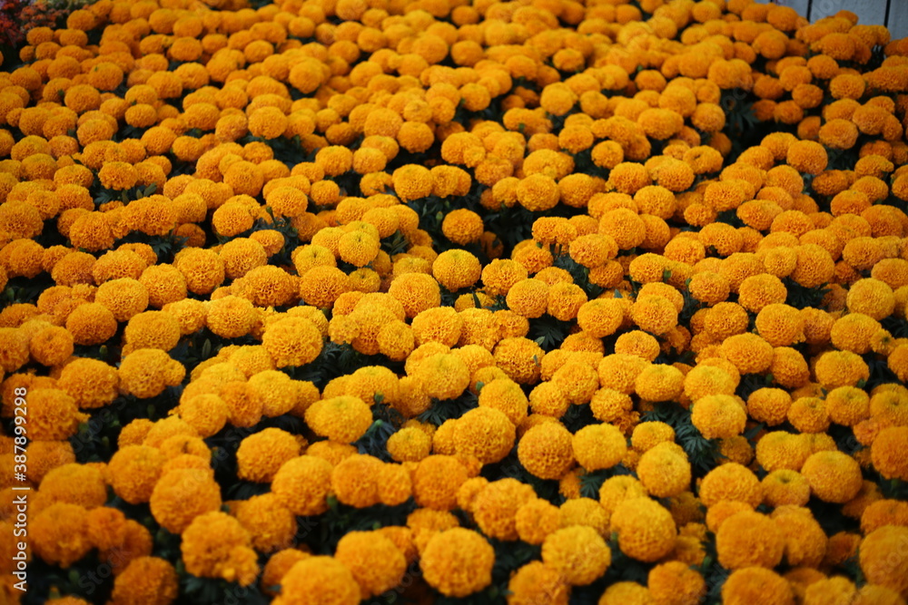 Flores de Cempasuchil, Cempasuchil flower used for mexican day of the ...