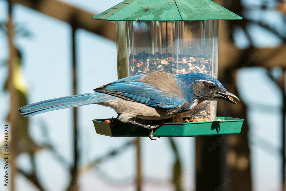 Scrub Jay Food