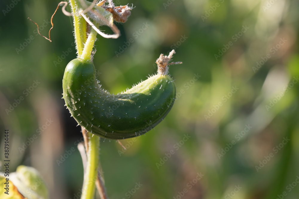 Deformation of cucumber fruit as result of lack of trace elements in ...