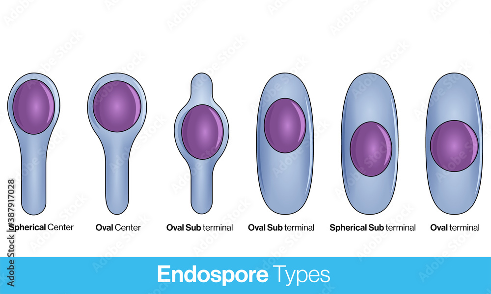 Types Of Bacterial Spores