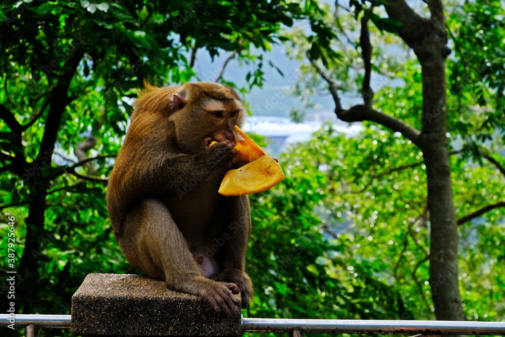 Foto de Thai Southern pig-tailed macaque (Macaca nemestrina) monkey is ...