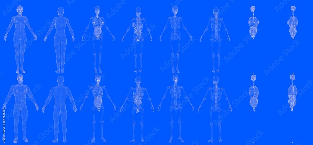 Set of 16 x-ray wireframe renders of male and female body with skeleton ...