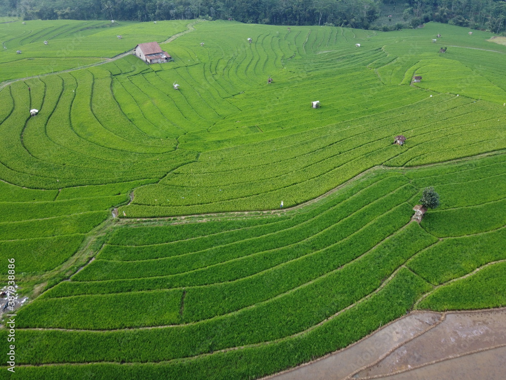 aerial panorama of agrarian rice fields landscape in the city of ...