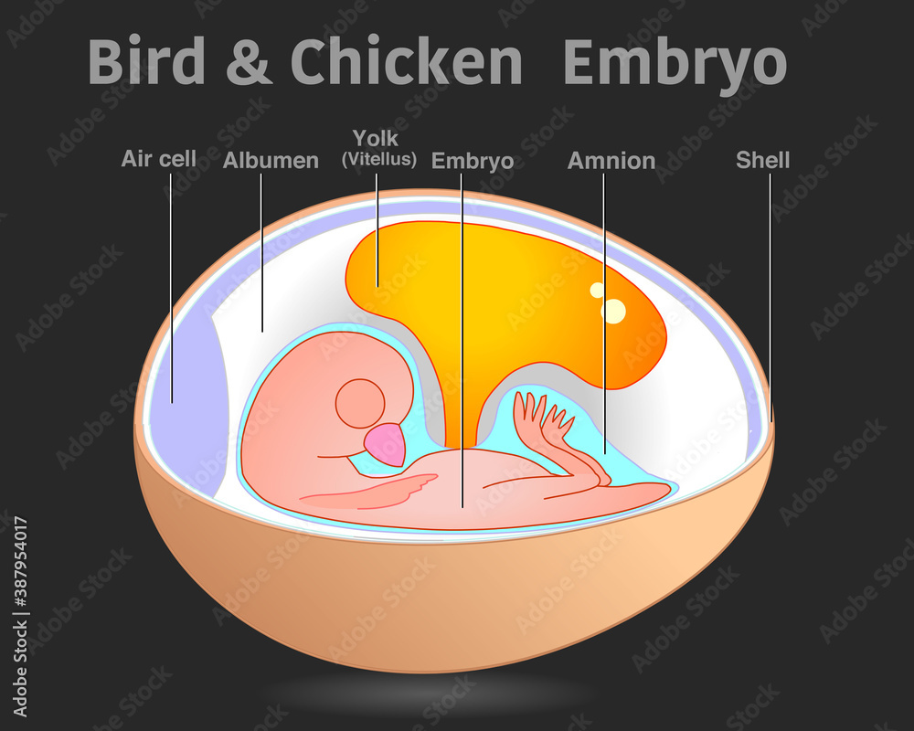 Bird chicken embryo anatomy , organ parts. Egg embryo diagram. Cross ...