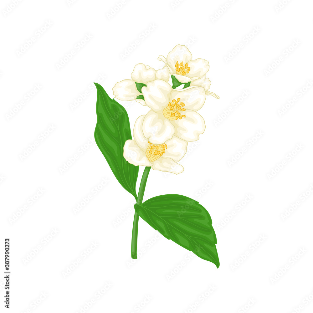 beautiful branch flower jasmine cartoon watercolour style isolated on ...