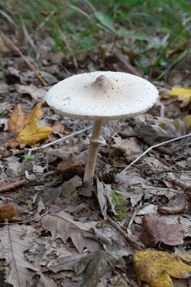 Amanita virosa,commonly known in Europe as the destroying angel, is a ...