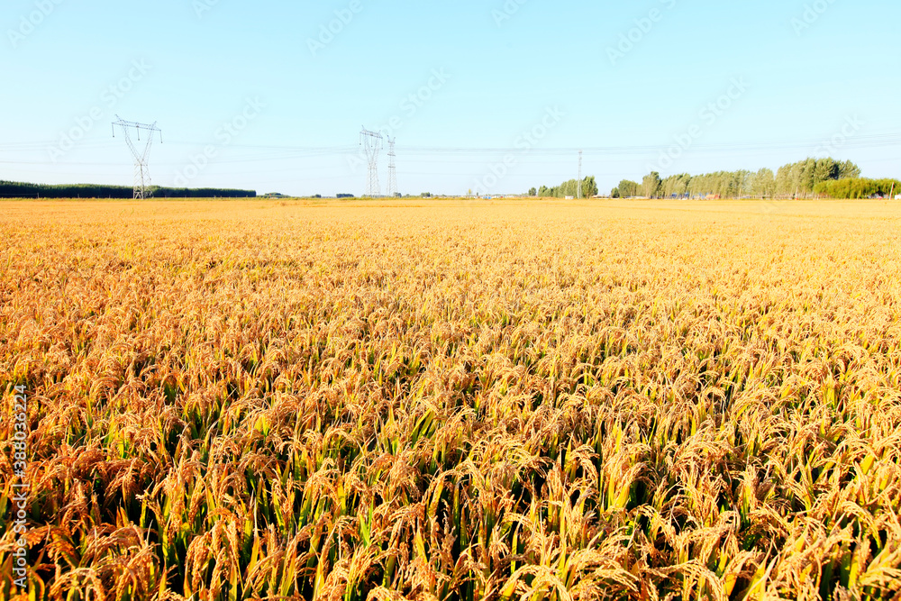 Mature rice in rice field, The rice fields are under the blue sky ...