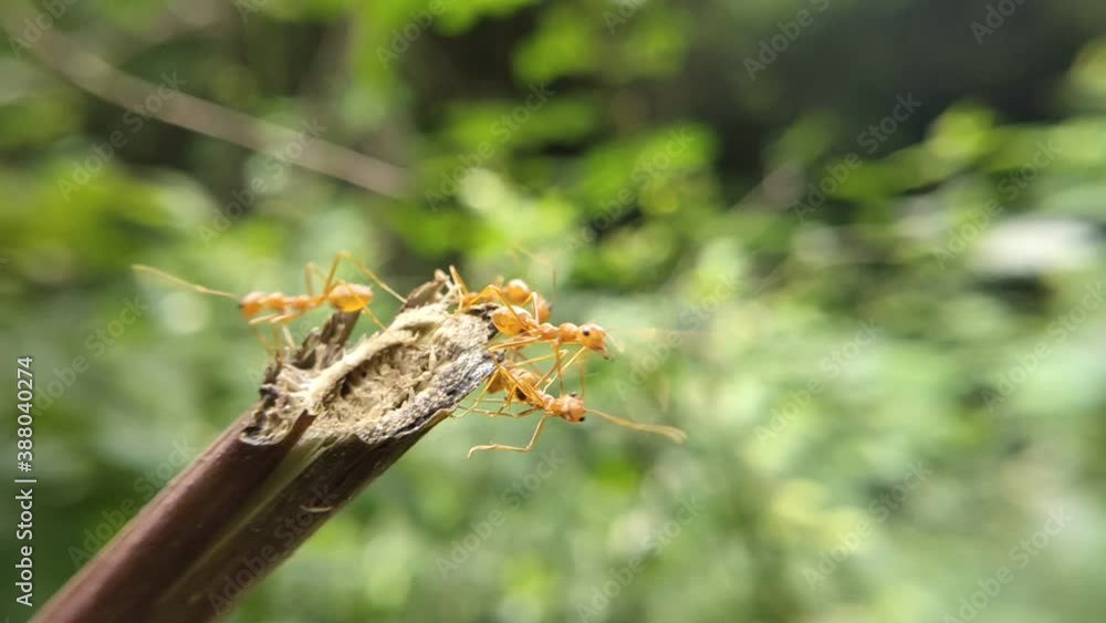 Vidéo Stock Red Ant bridge unity team. Close up Macro of Ant making ...