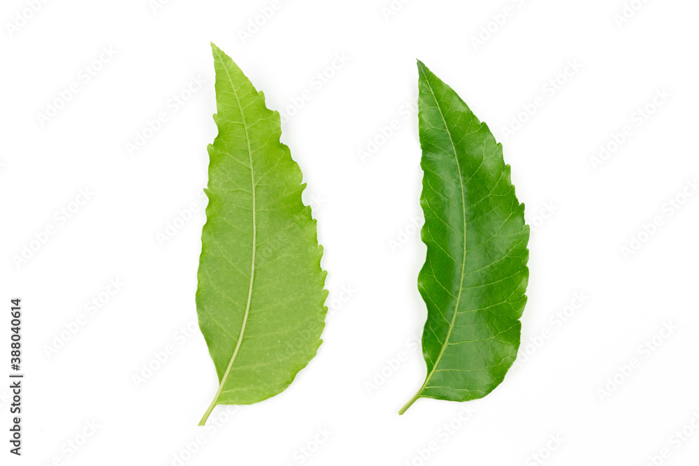 Medicinal neem leaf front and back isolated on white background. Green ...