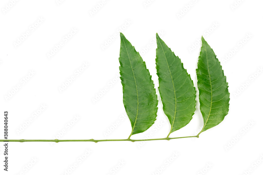 Medicinal neem leaf isolated on white background. Green leaf in South ...