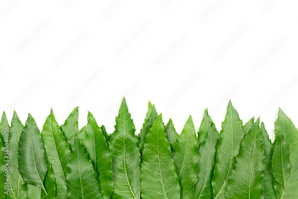 Medicinal neem leaf bottom border isolated on white background. Green ...