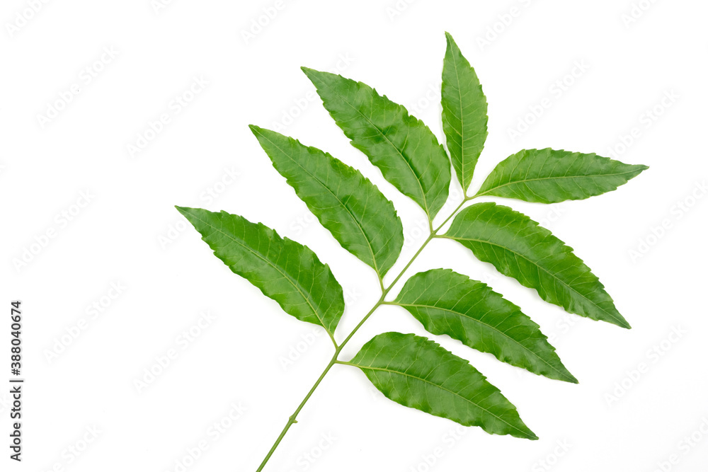 Medicinal neem leaf isolated on white background. Green leaf in South ...