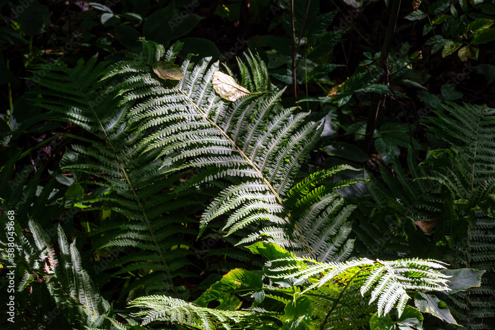 Beautiful picture of fern light up by sunrays one of the latest days of ...