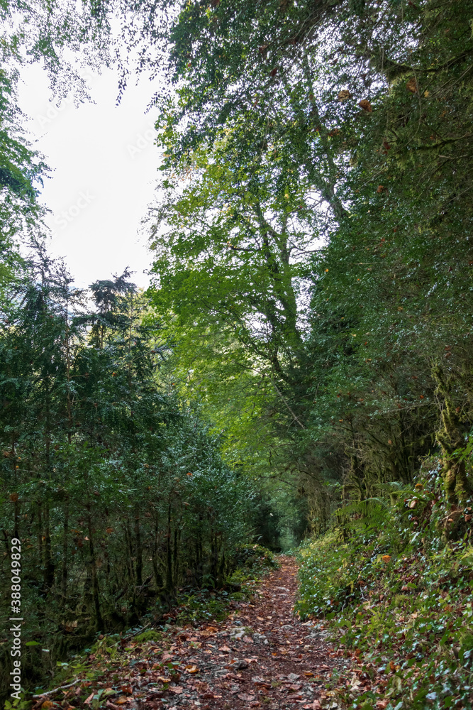 Foto de Hiking trail in mountain landscape with green forest, the Ossau ...