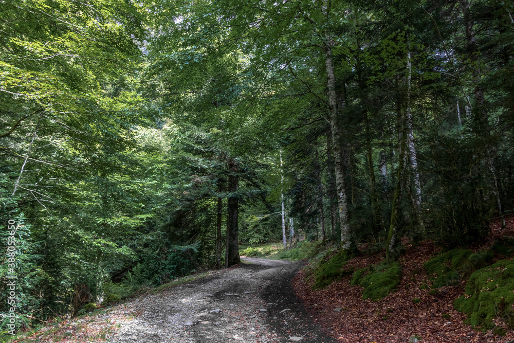Hiking trail in mountain landscape with green forest, the Ossau Valley ...