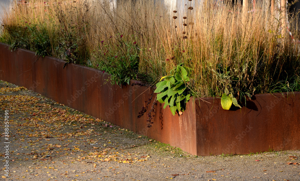 flowerbed in the border corten steel rusty metal tin. Planting ...