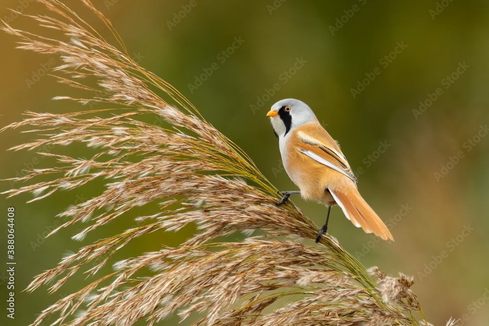 Bearded reedling (Panurus biarmicus) sitting on a reed. Beautiful ...