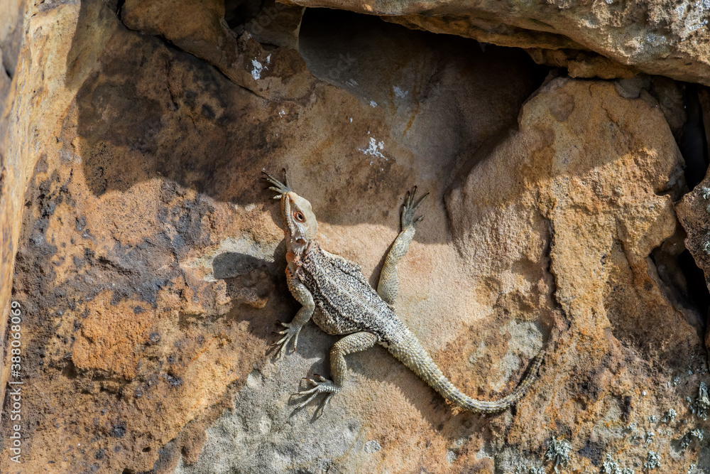 Russian Agama
