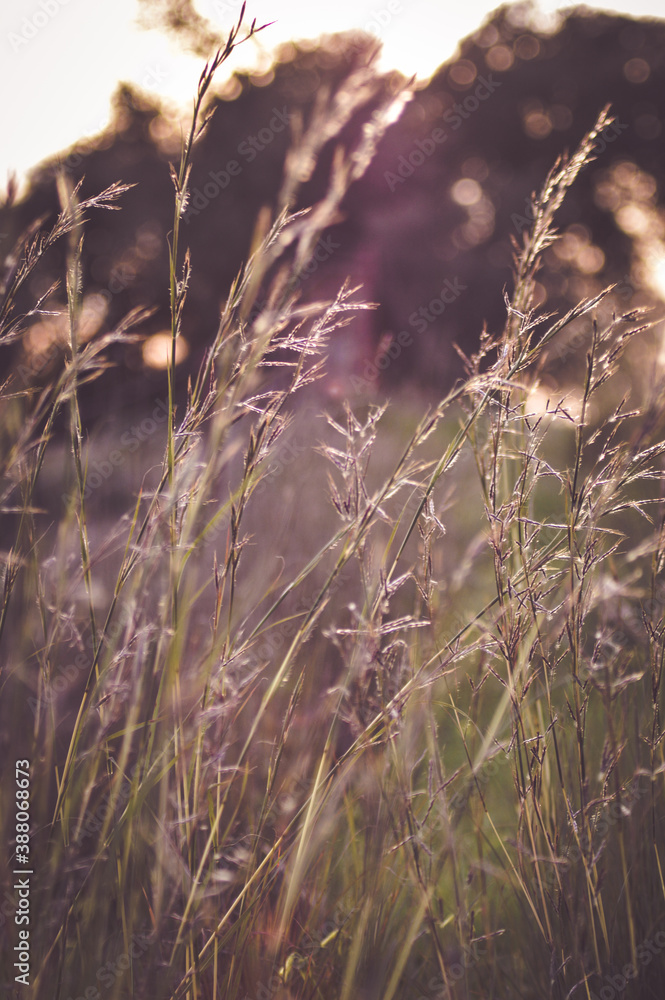 plantas secas y flores naturales en el campo al atardecer foto de Stock ...