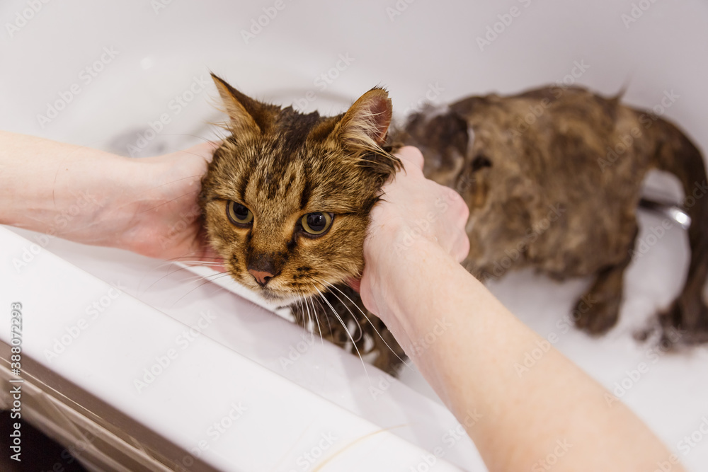 Washing the cat in the bathroom. Wet cat in the bathtub having shower ...