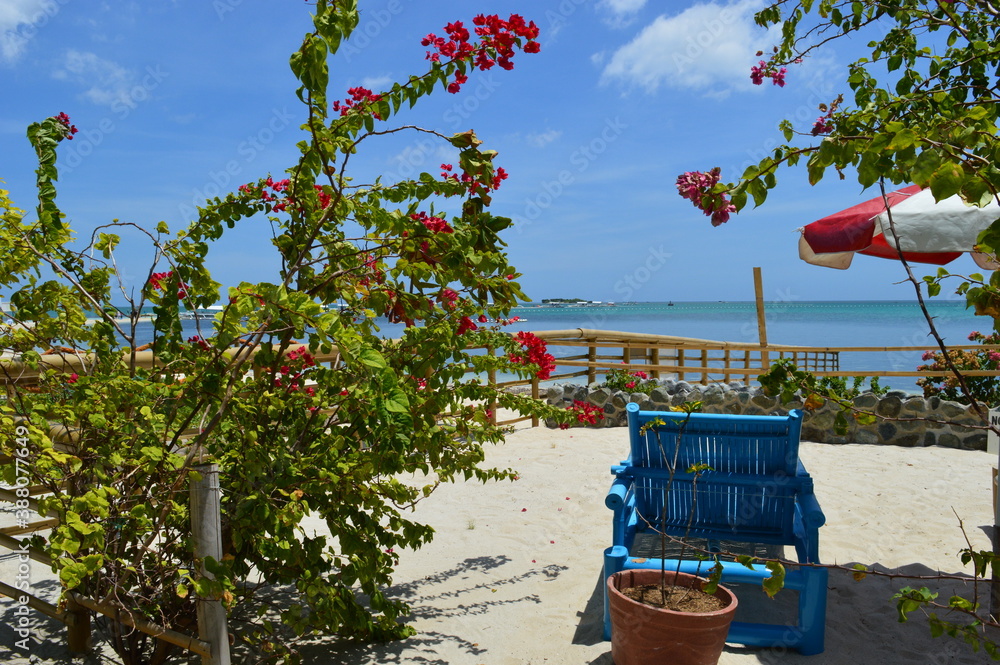 The stunning flora and fauna of the beaches and Chocolate Hills around ...