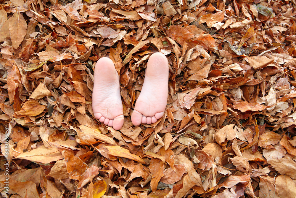 Barefoot child's feet buried in a pile of fall leaves Stock Photo ...
