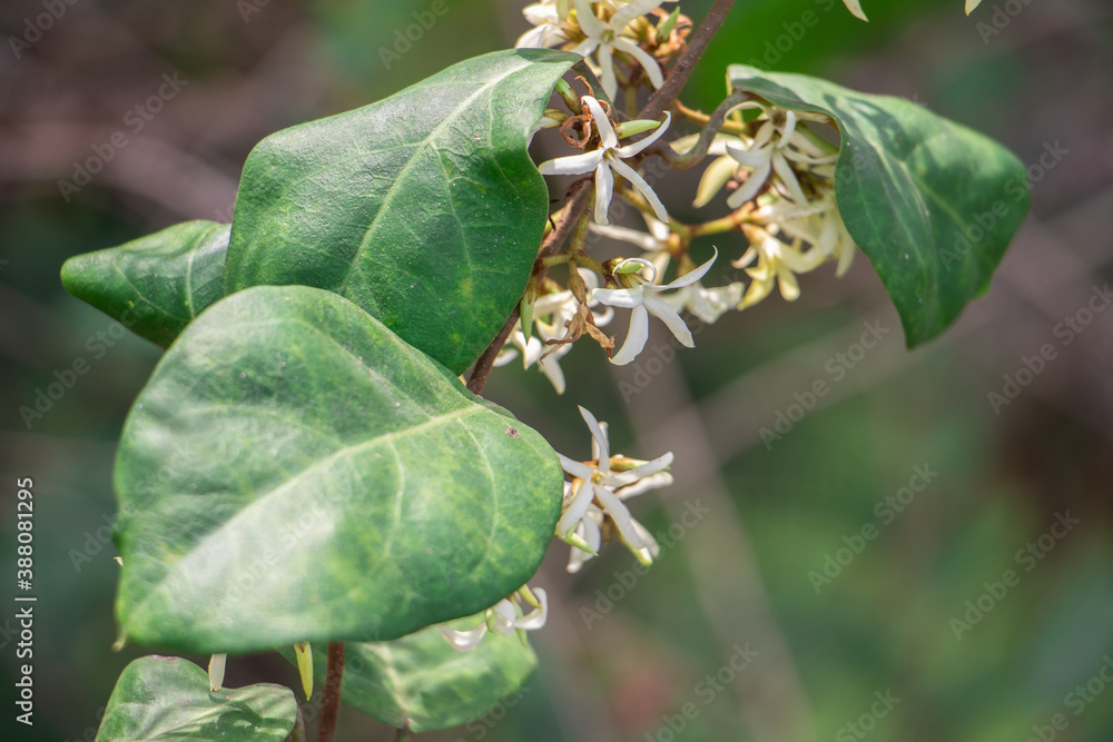 Closeup Secamone villosa blume (Toxocarpus Villosus) are flowering with ...