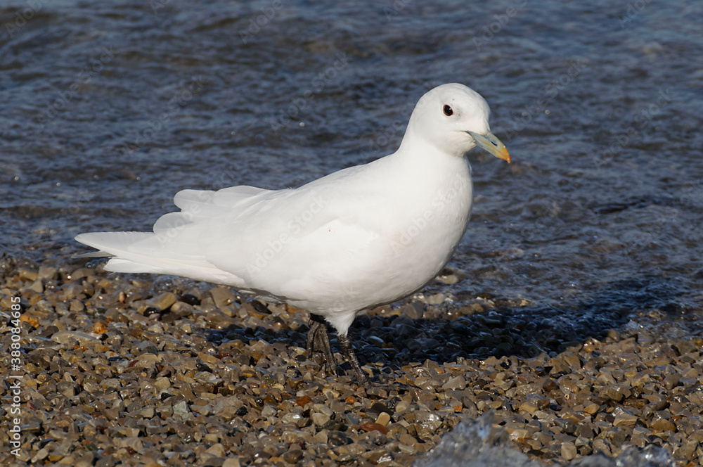 Ivory Gull (Pagophila eburnea) in Spitsbergen Island, Svalbard Stock ...